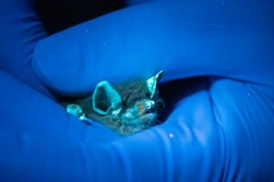 Alberta Bats - Alberta Community Bat Program