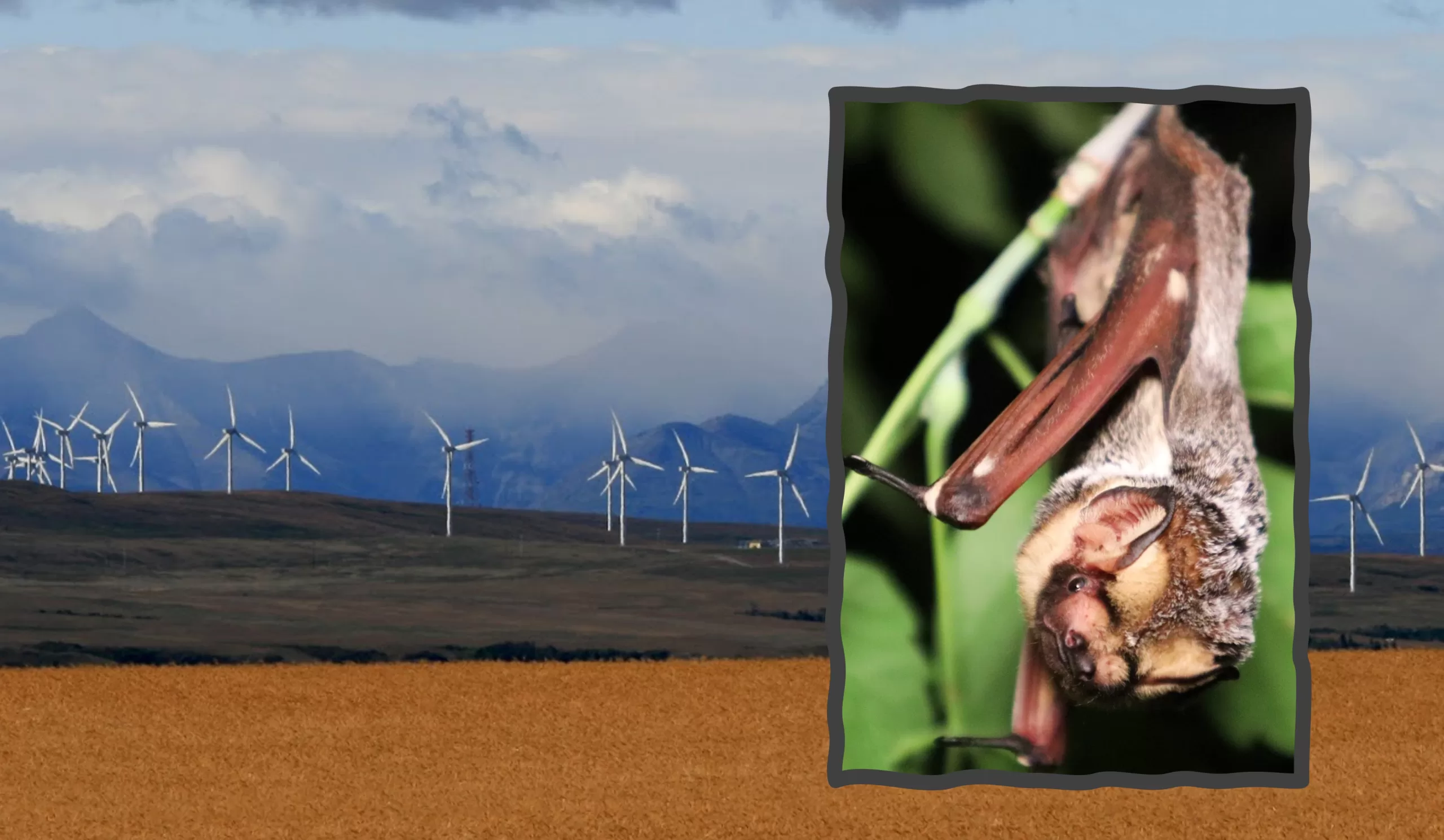 Wind Turbines and Bats - Alberta Community Bat Program Wind Turbines and Bats - Alberta Community Bat Program